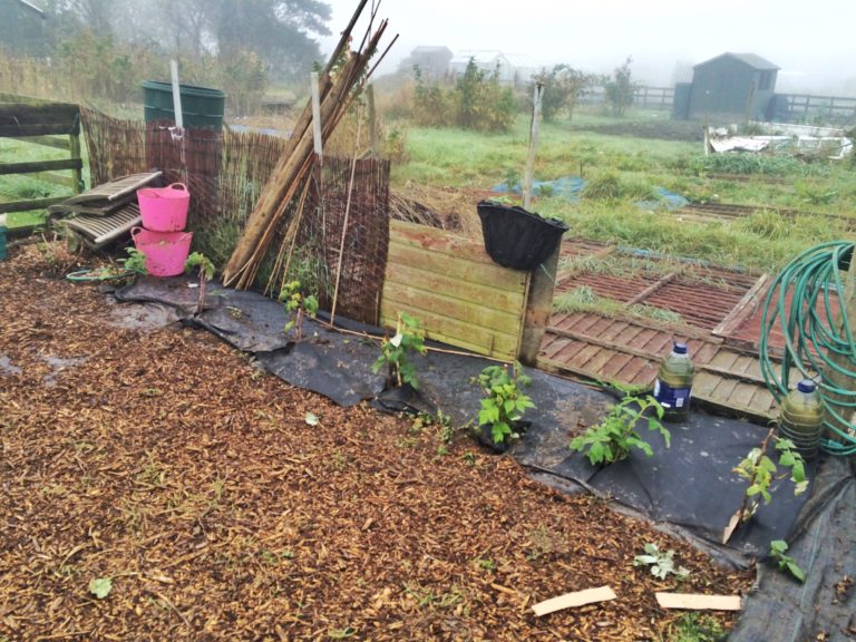 Raspberries on the Move! – Digging the Earth