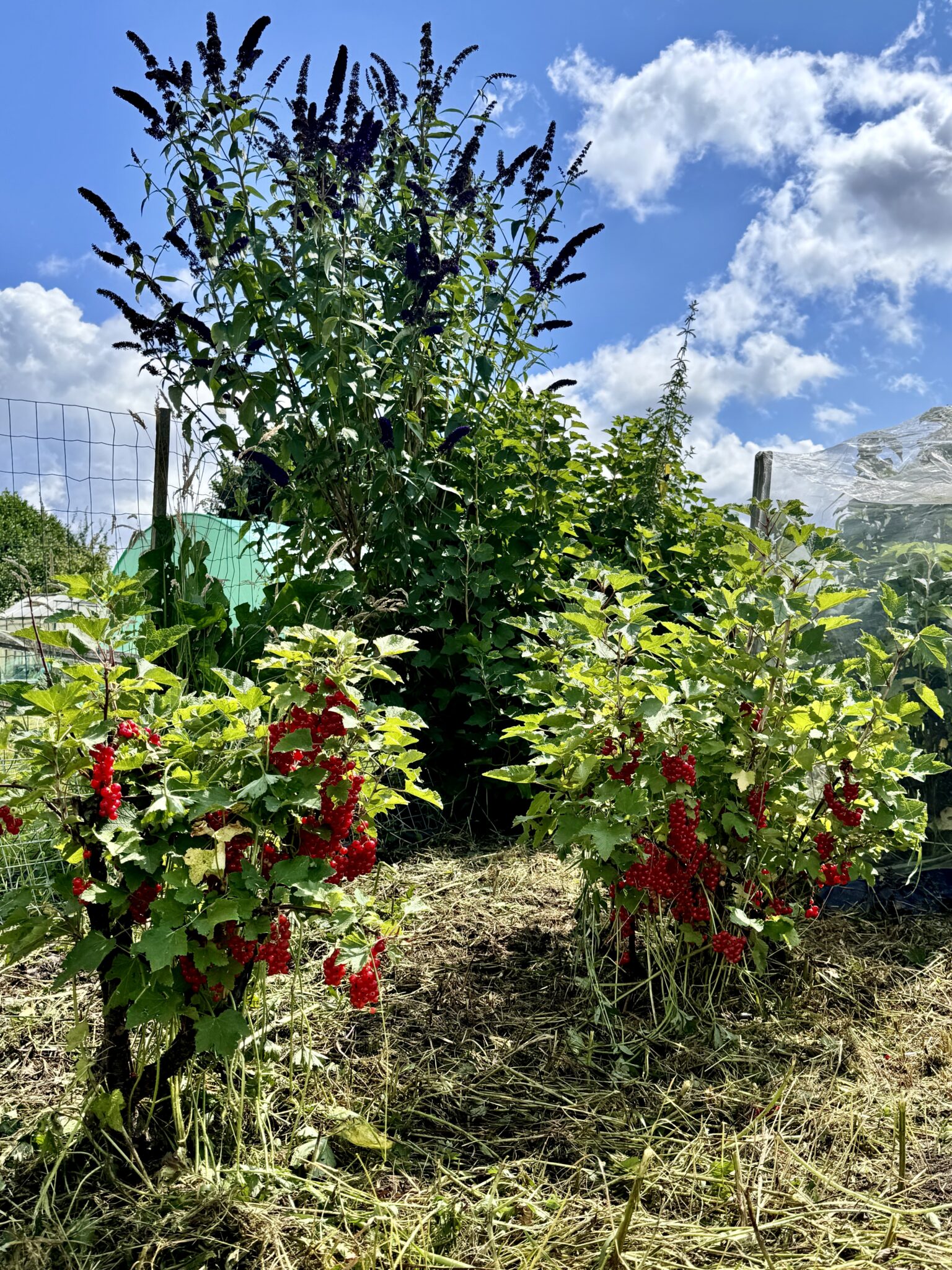 Finding the Fruit Bushes! – Digging the Earth