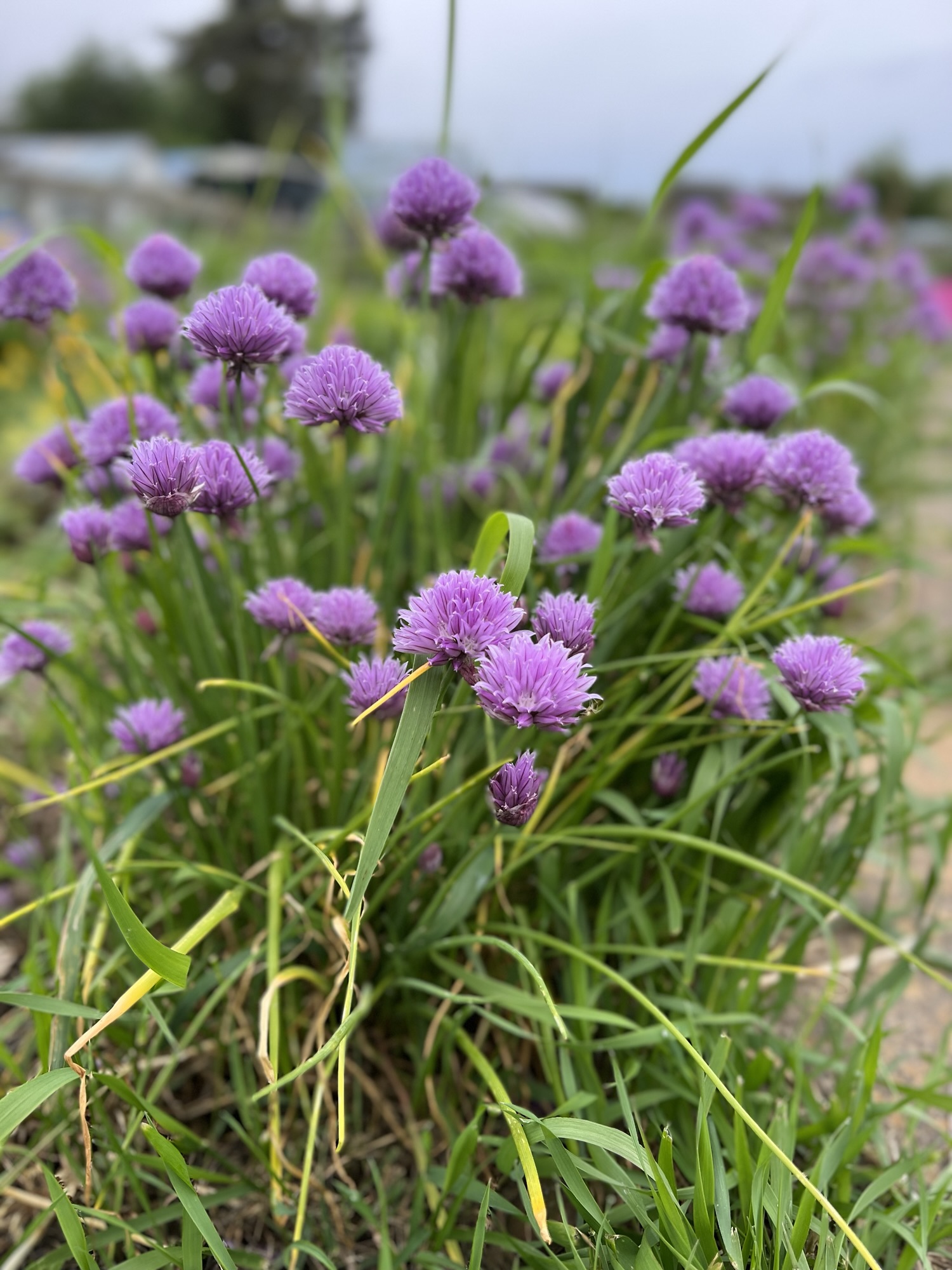 What to Grow in February, a Veggie Gardener’s Plan of Action – Digging ...